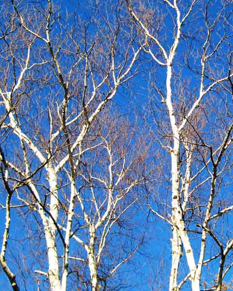 Birch Tree Branches