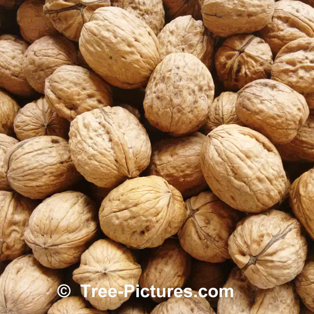 Walnut Tree Pictures Images Facts On Black Walnut Trees Walnut Tree Pictures Images Facts On Black Walnut Trees