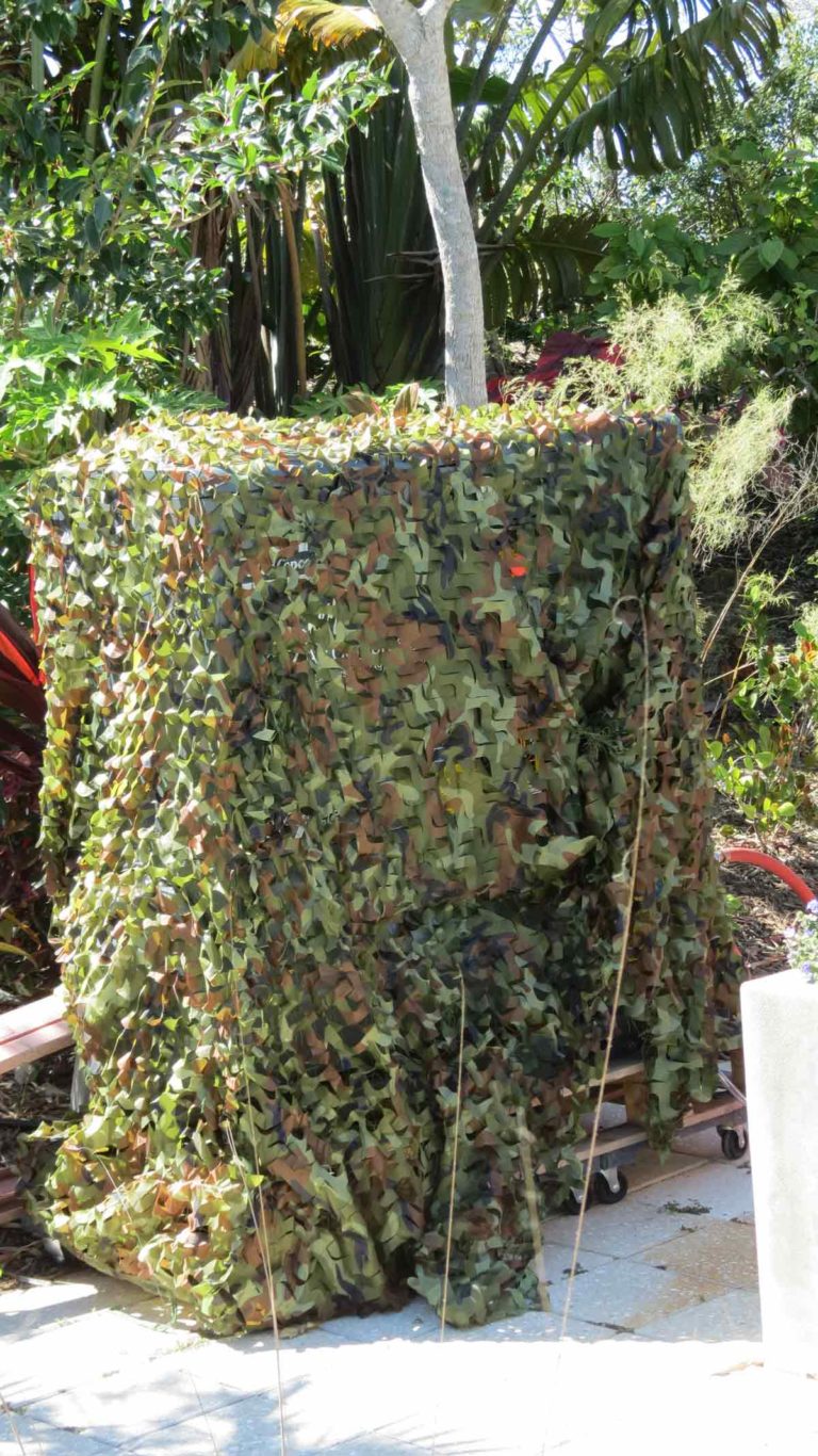 Tree Leaf Camouflage – Tree Pictures BLog