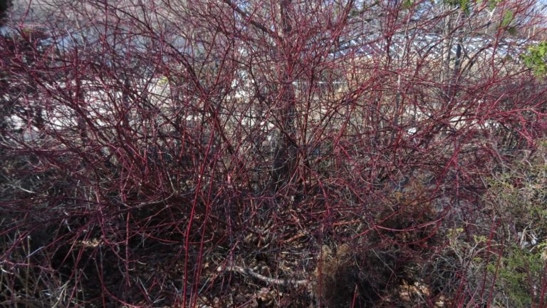 red-willow-branches – Tree Pictures BLog